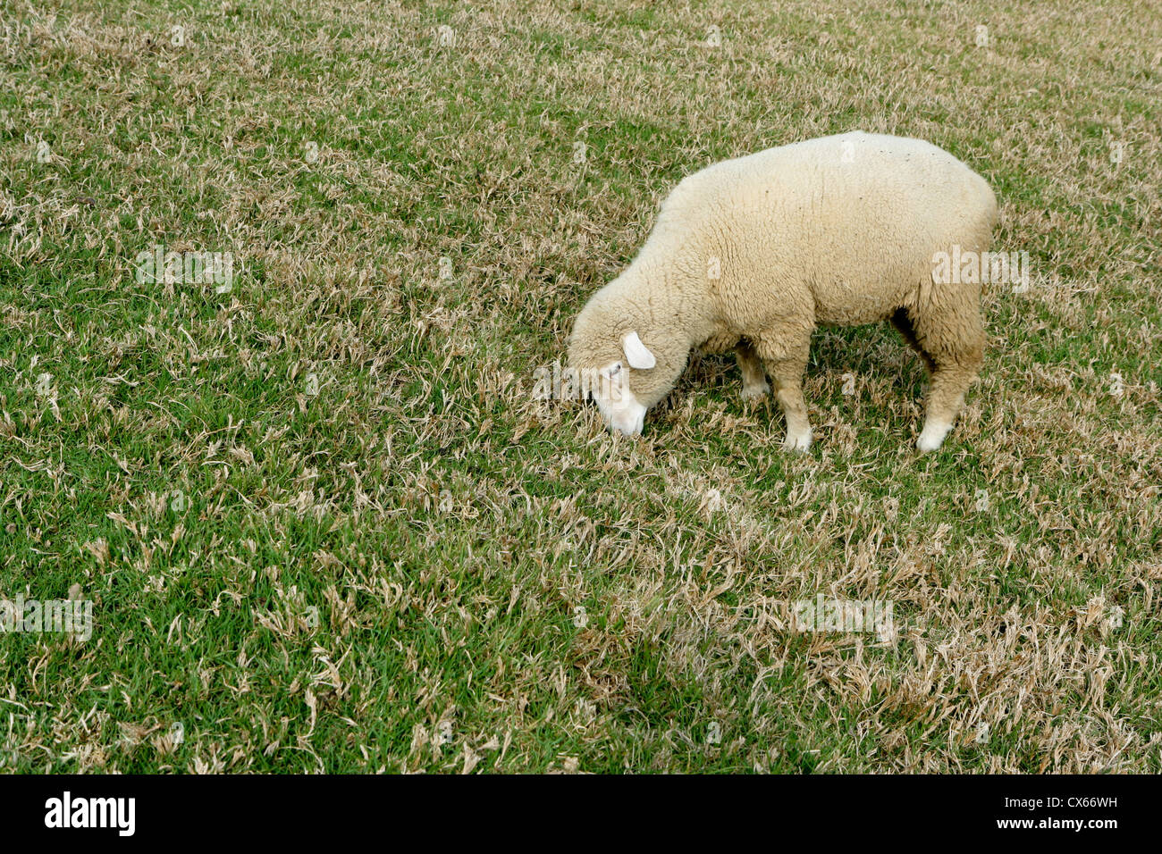 Sheep grazing cingjing farm taiwan hi-res stock photography and images ...