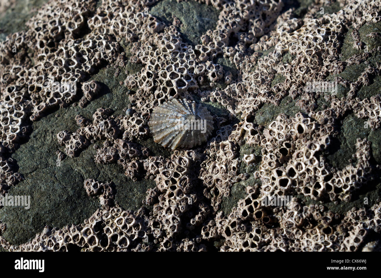 Barnacles Beach High Resolution Stock Photography and Images - Alamy