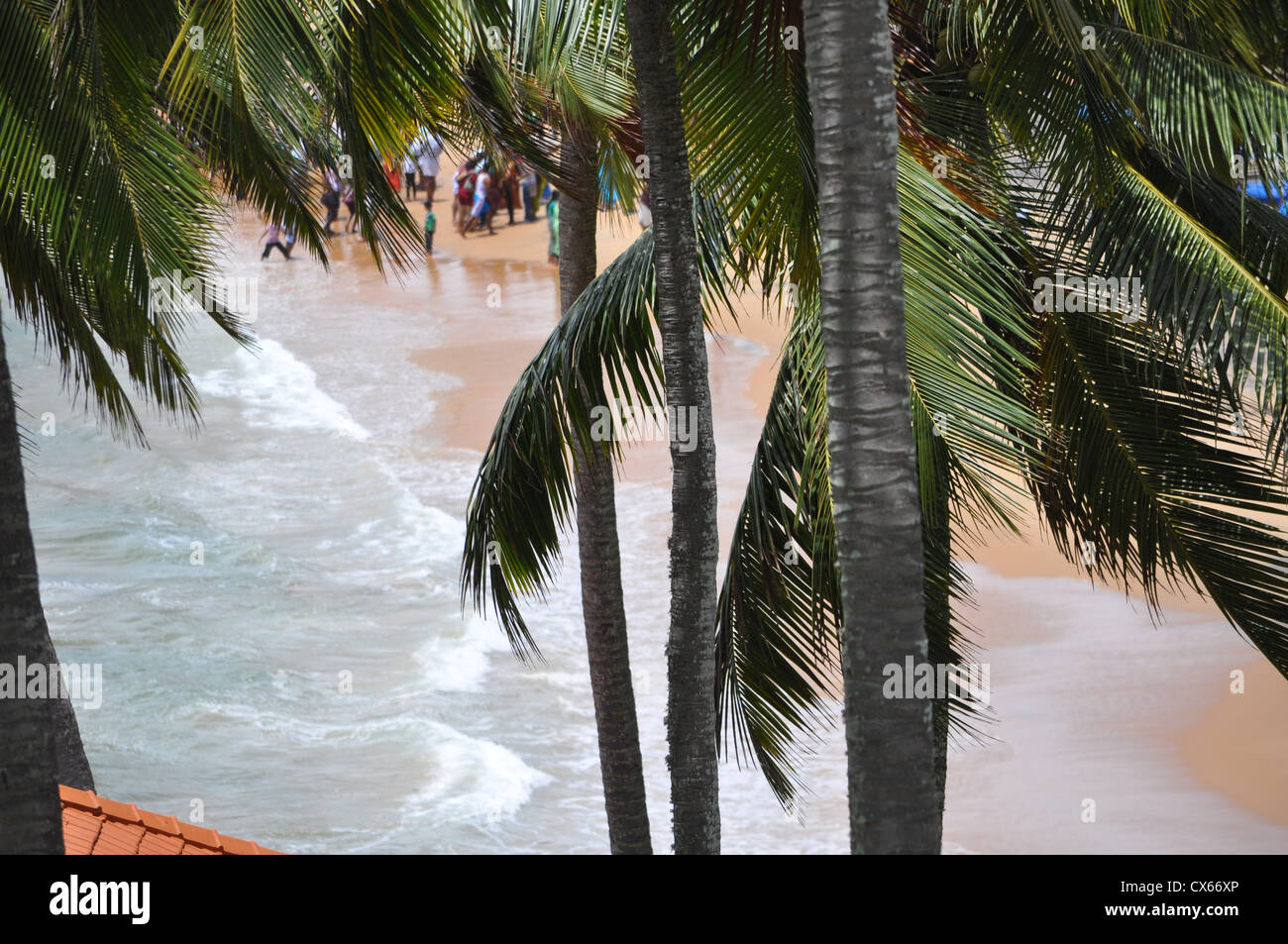 Coconut tress on the beach Stock Photo - Alamy