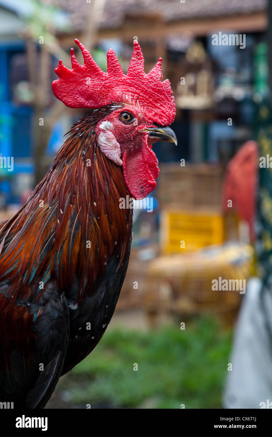 Rooster on the Bird Market in Yogyakarta Indonesia Stock Photo - Alamy