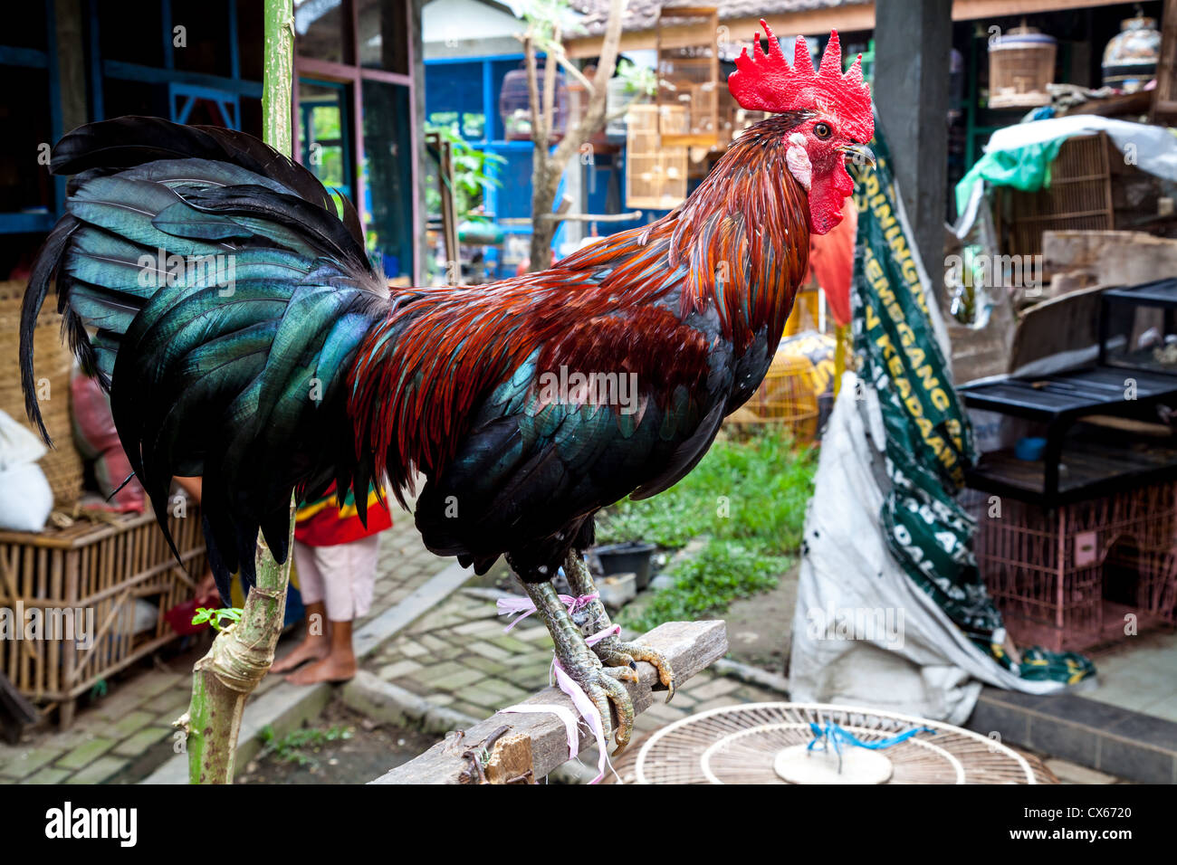 Rooster on the Bird Market in Yogyakarta Indonesia Stock Photo - Alamy