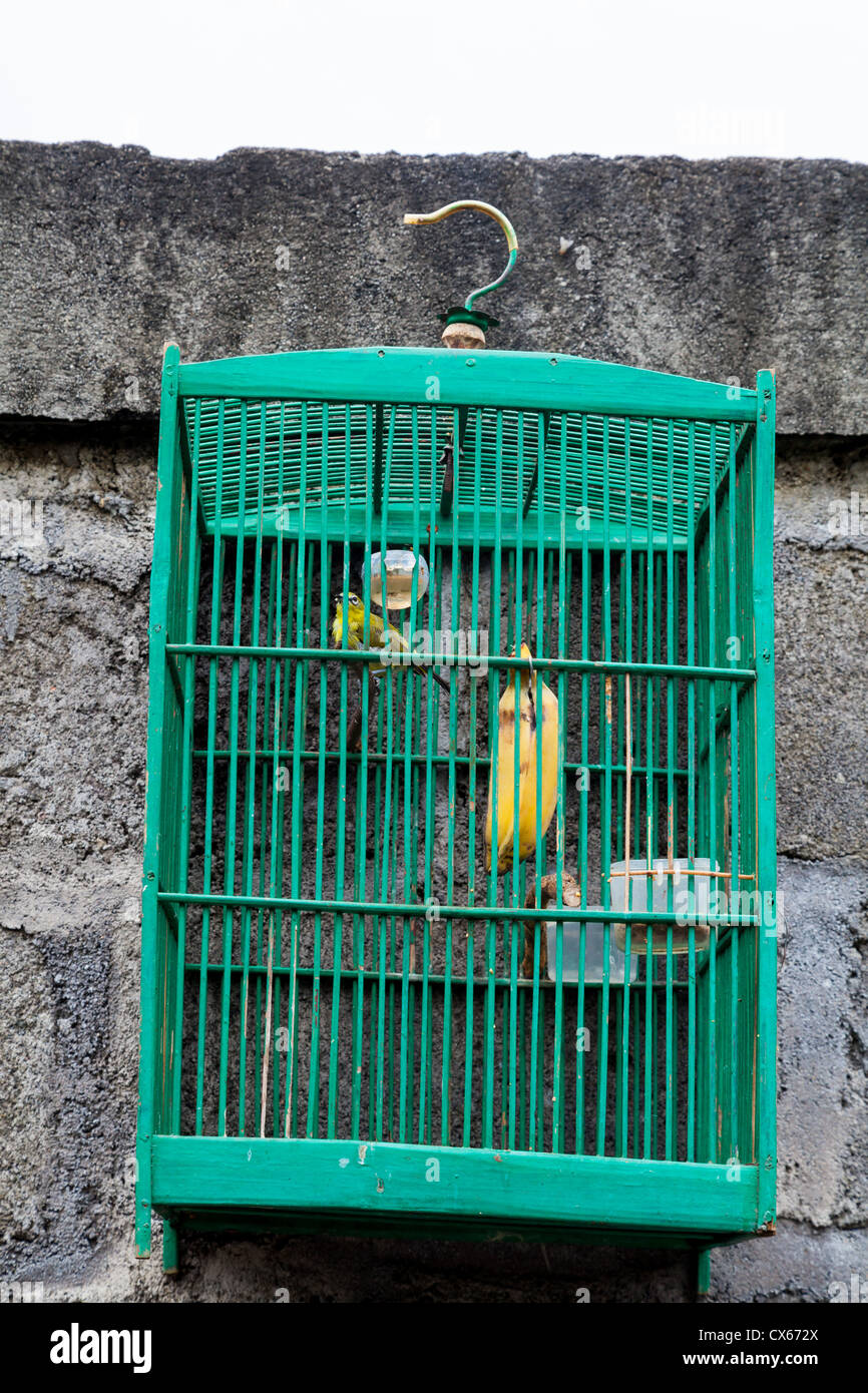 Green Cage on the Bird Market in Yogyakarta Indonesia Stock Photo - Alamy