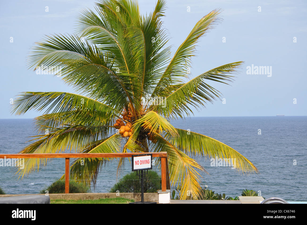 A coconut tree by the beach Stock Photo - Alamy