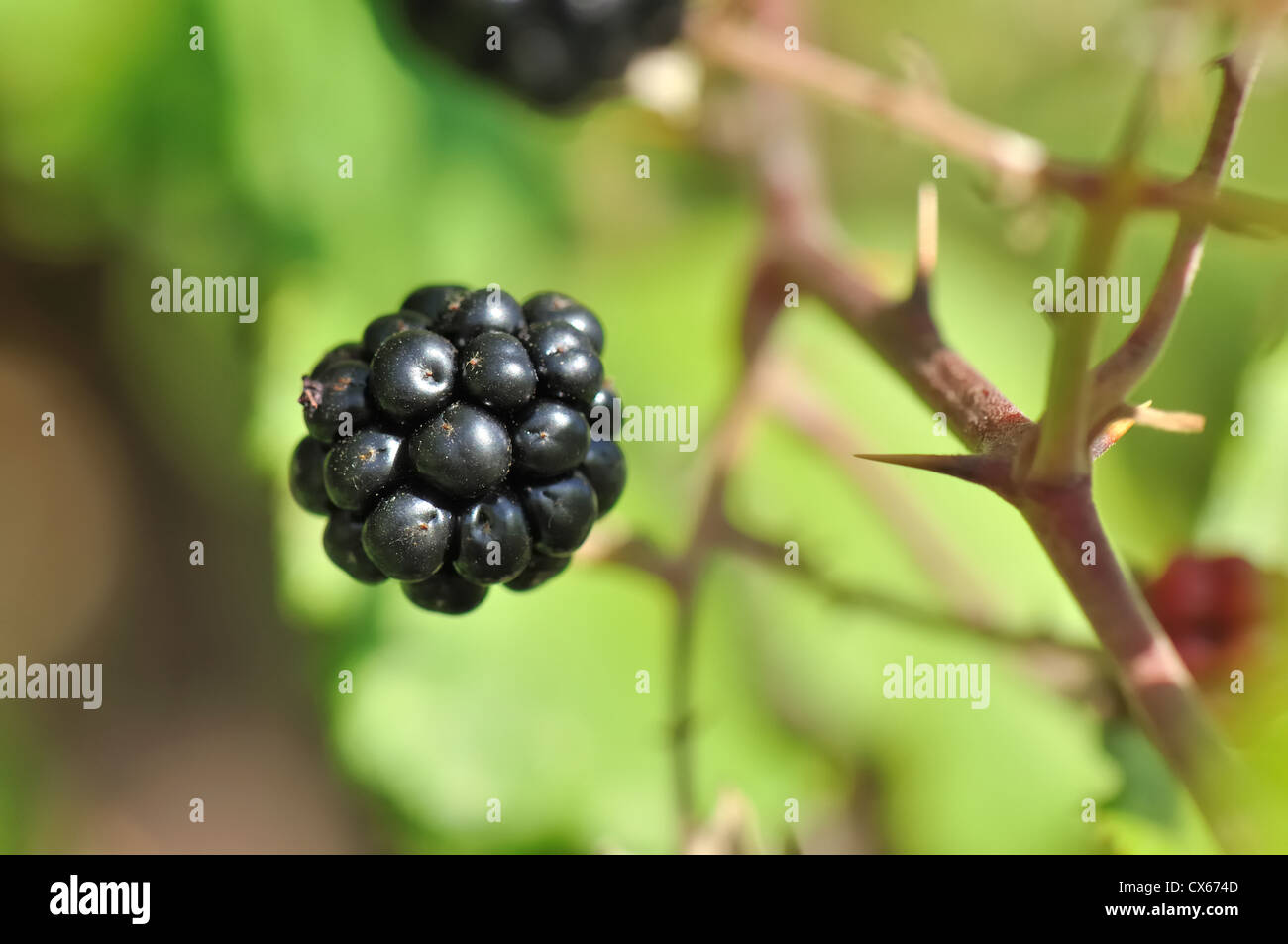 Blackberry brambles hi-res stock photography and images - Alamy
