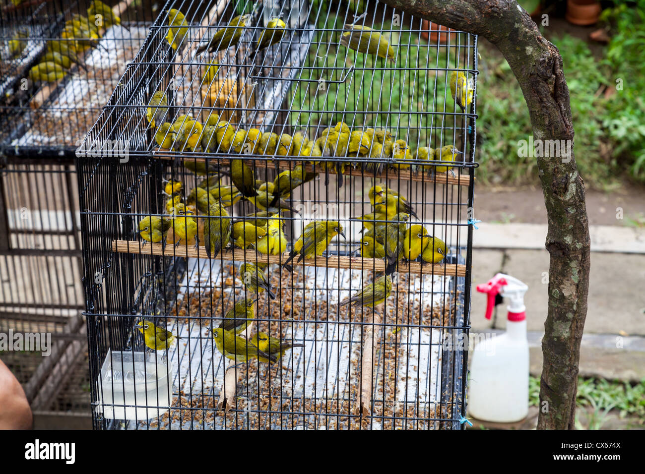 Birds in Cages on the Bird Market in Yogyakarta Indonesia Stock Photo ...