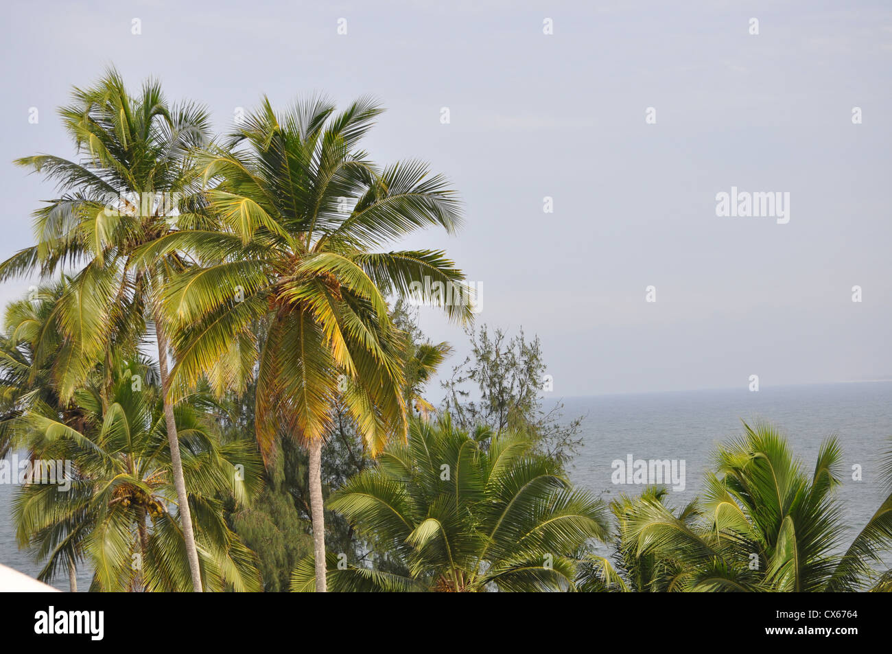 Coconut trees sea hi-res stock photography and images - Alamy