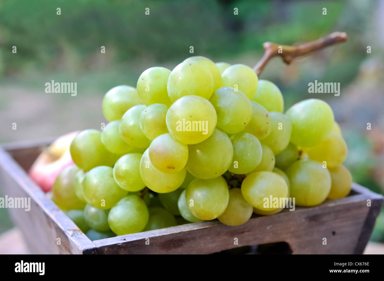 White grape cluster hi-res stock photography and images - Alamy