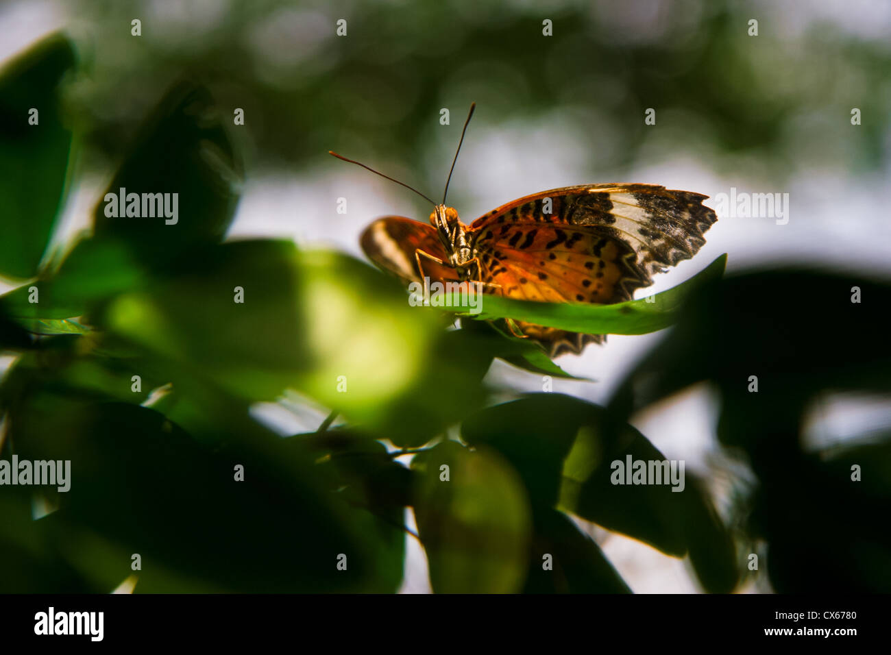Monarch butterfly inside Butterfly Garden in Changi International ...