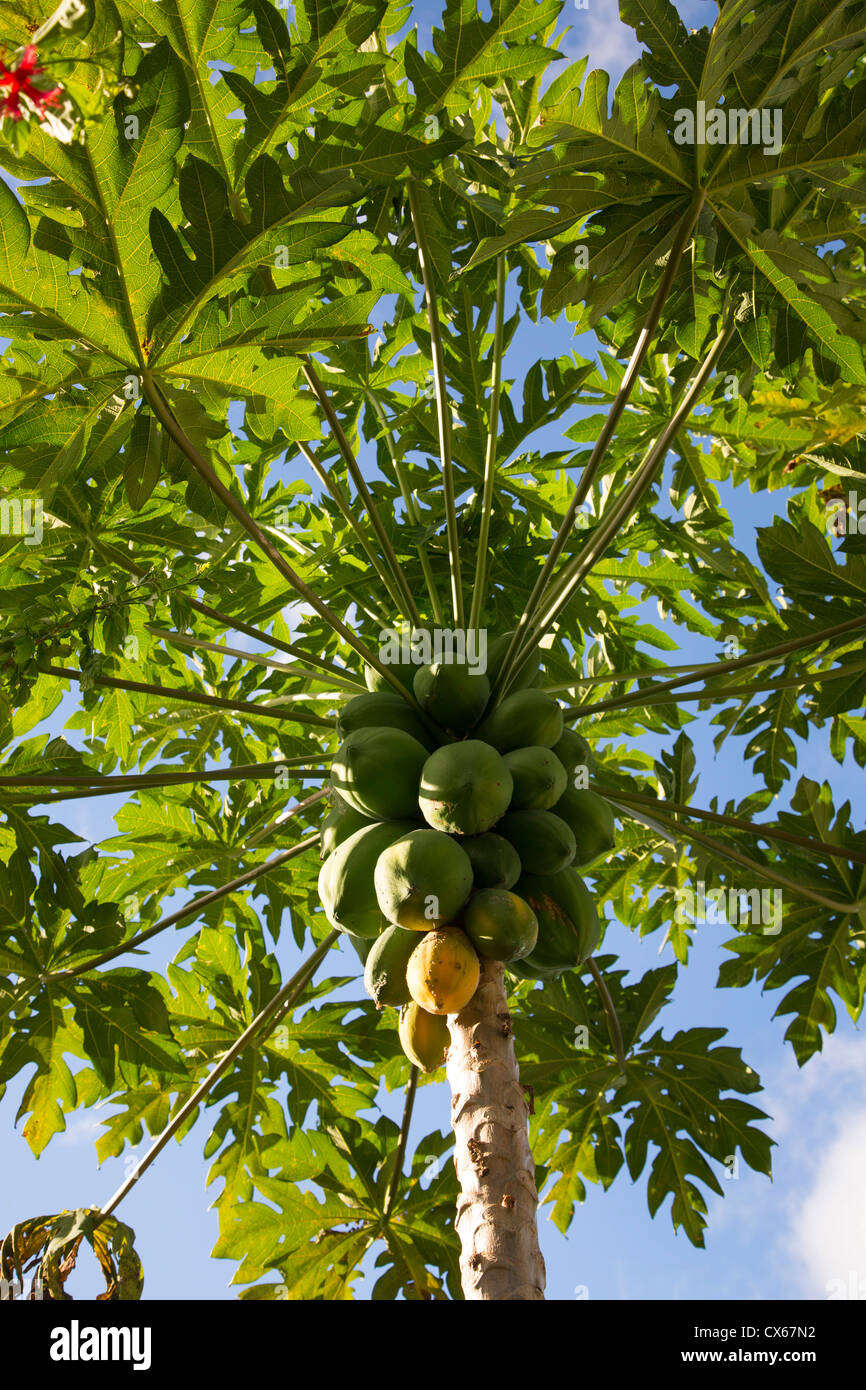 Papaya tree hi-res stock photography and images - Alamy