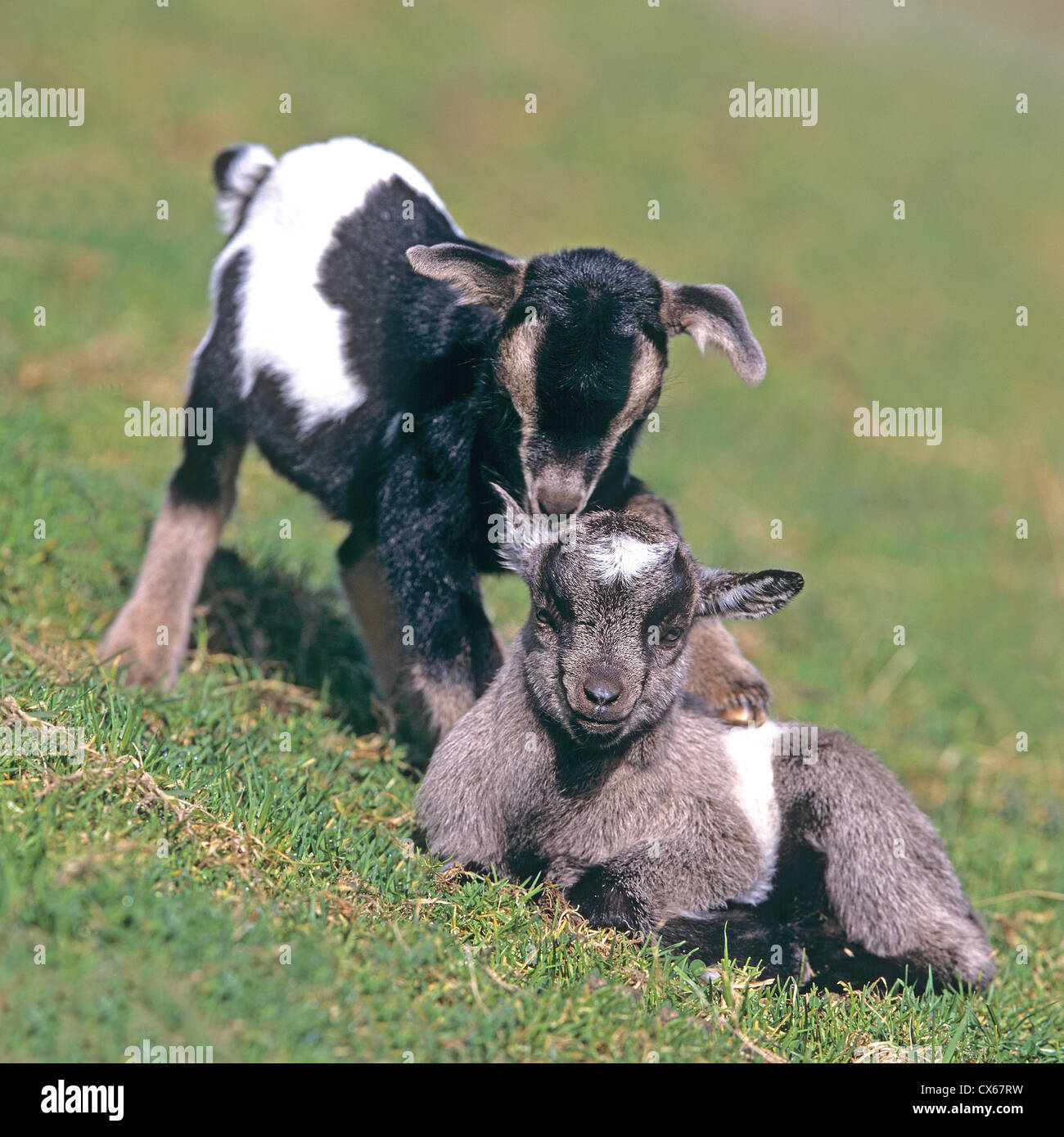Pygmy Goat (Capra aegagrus hircus Stock Photo - Alamy