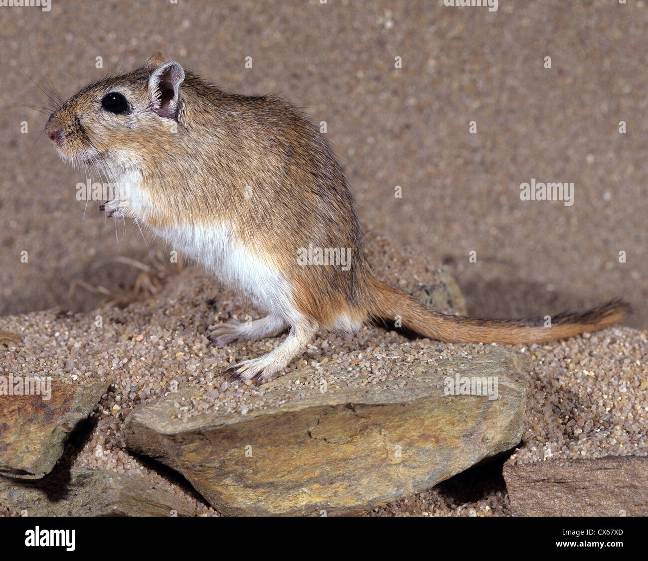 Lesser Gerbil (Gerbillus gerbil) standing on its hind legs Stock Photo ...