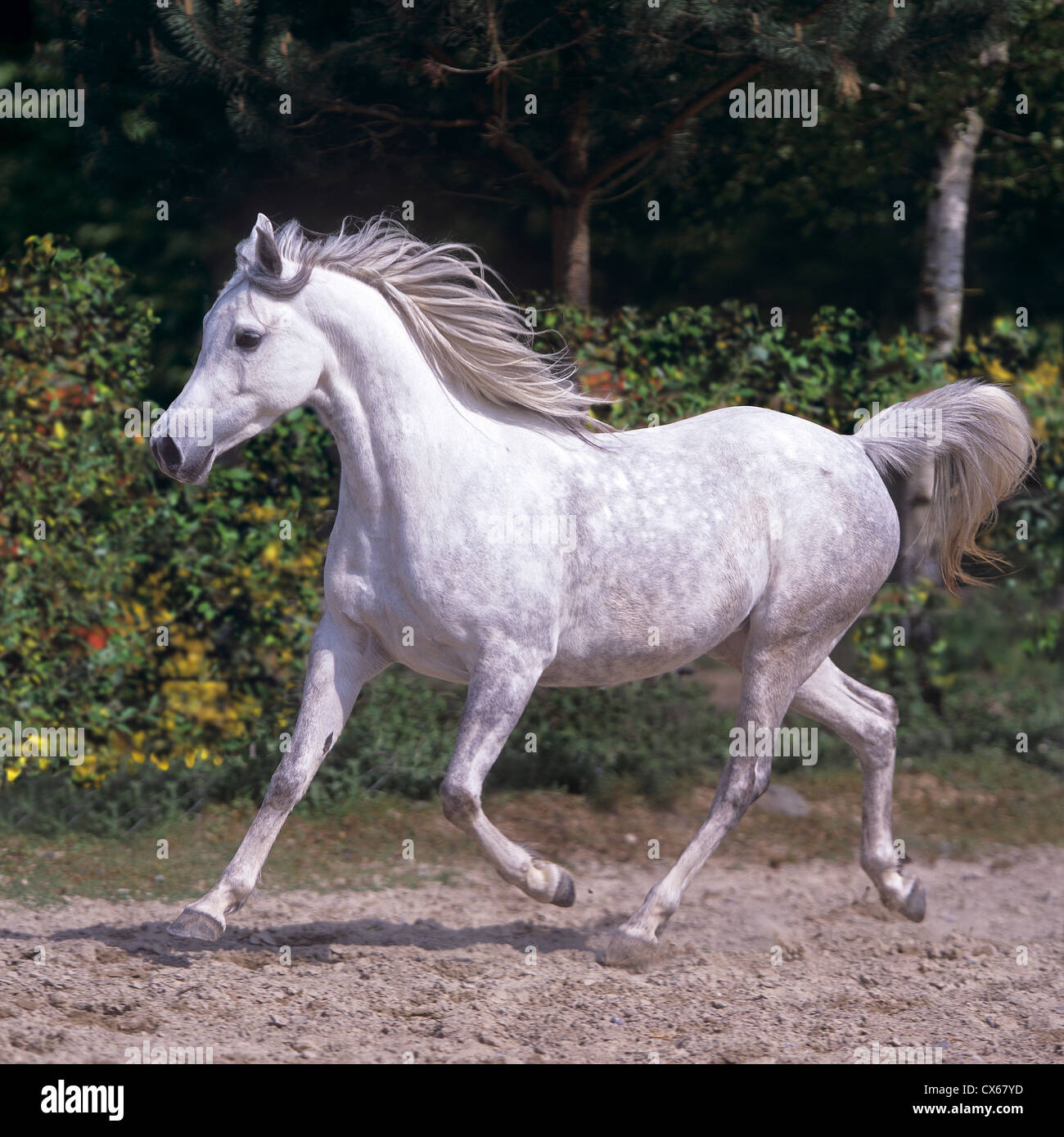 Purebred Arabian Horse, Arab Horse Stock Photo - Alamy