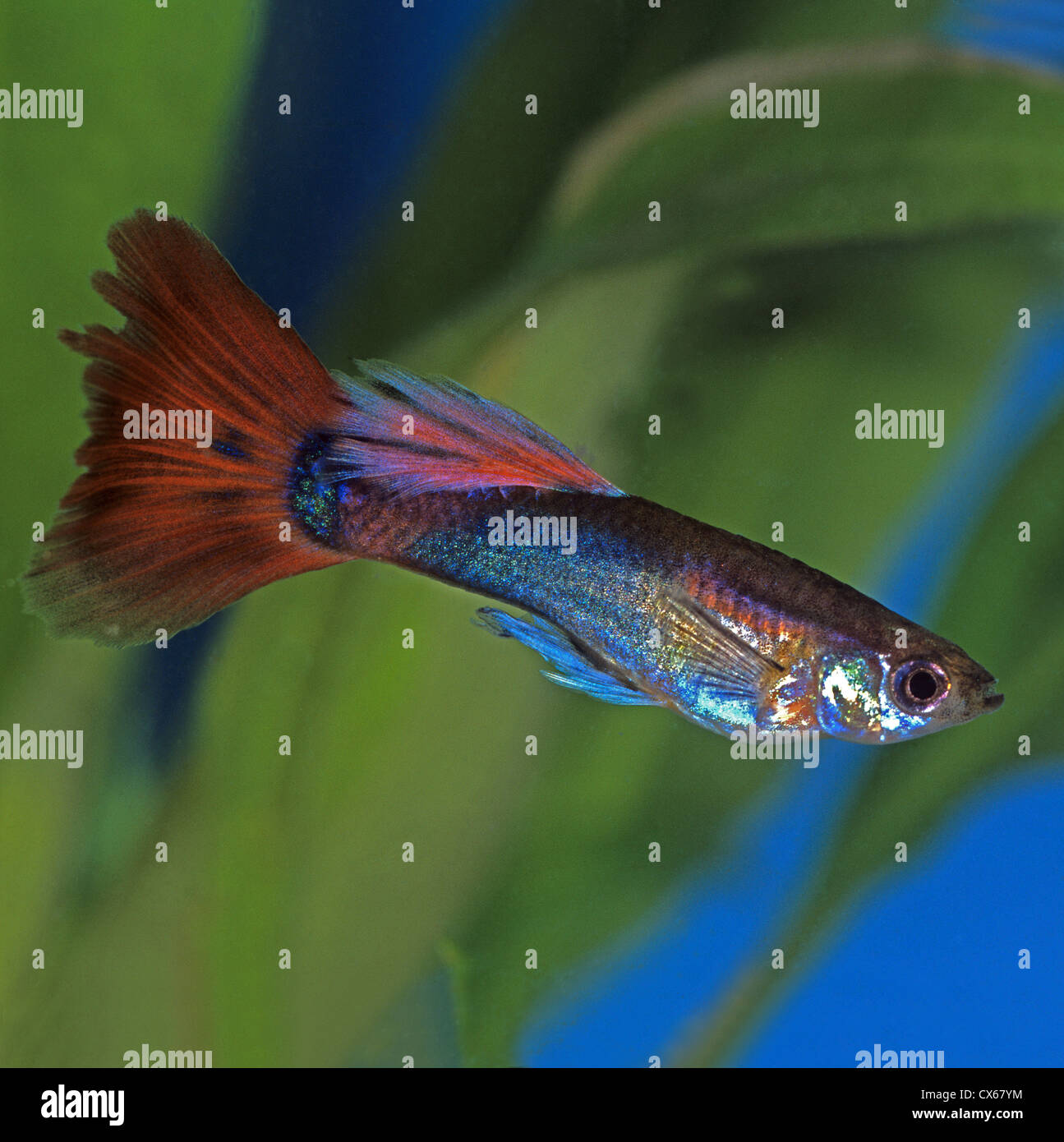 Male of guppy poecilia reticulata hi-res stock photography and images ...