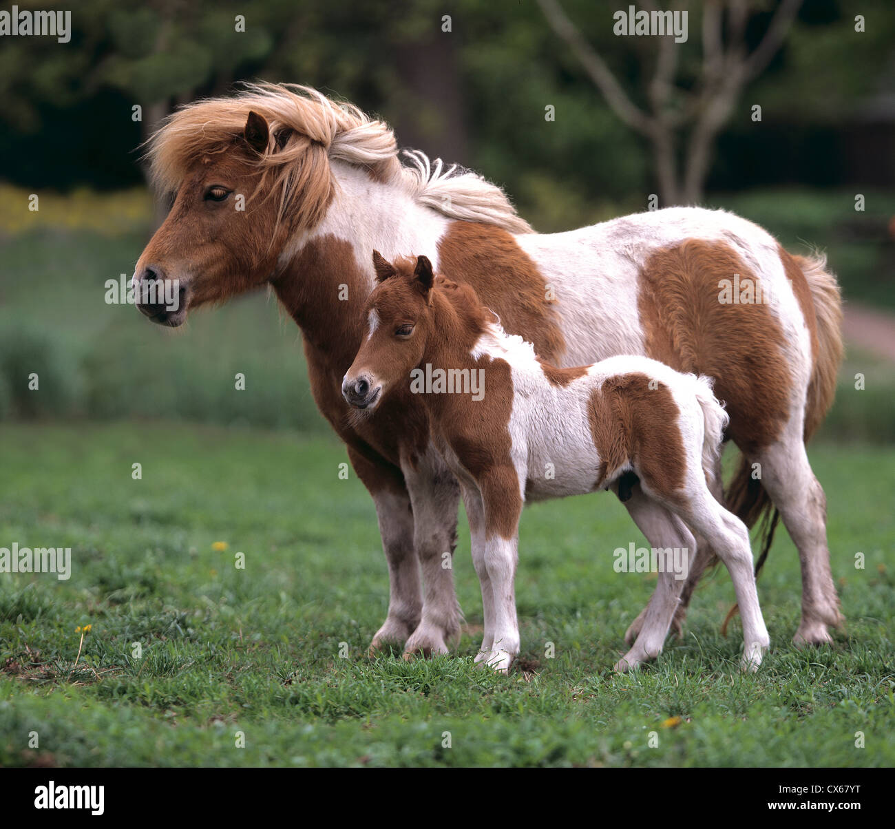 Miniature Shetland Pony Stock Photo - Alamy