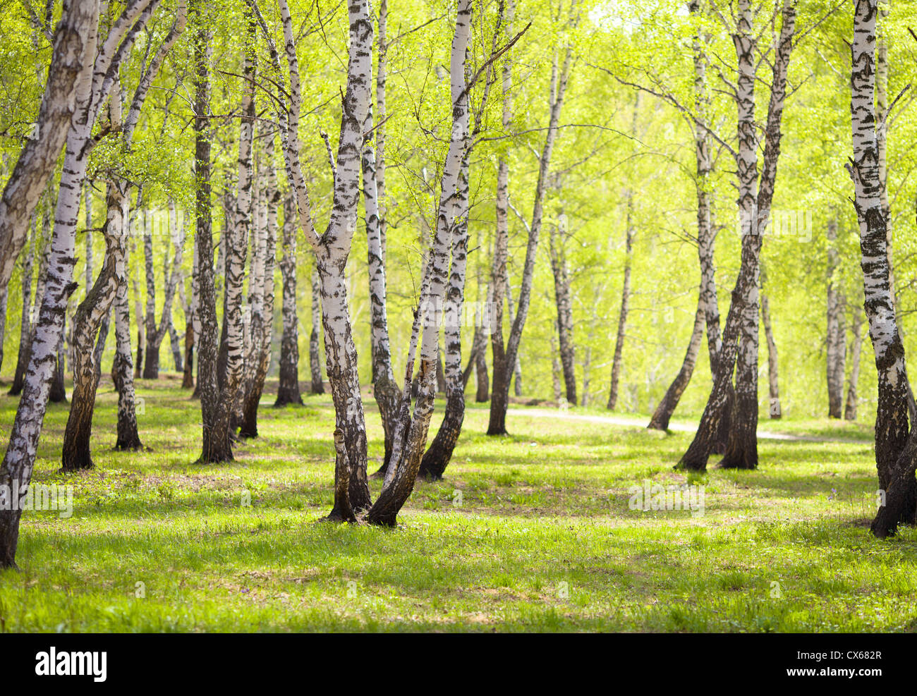 Birch forest hi-res stock photography and images - Alamy