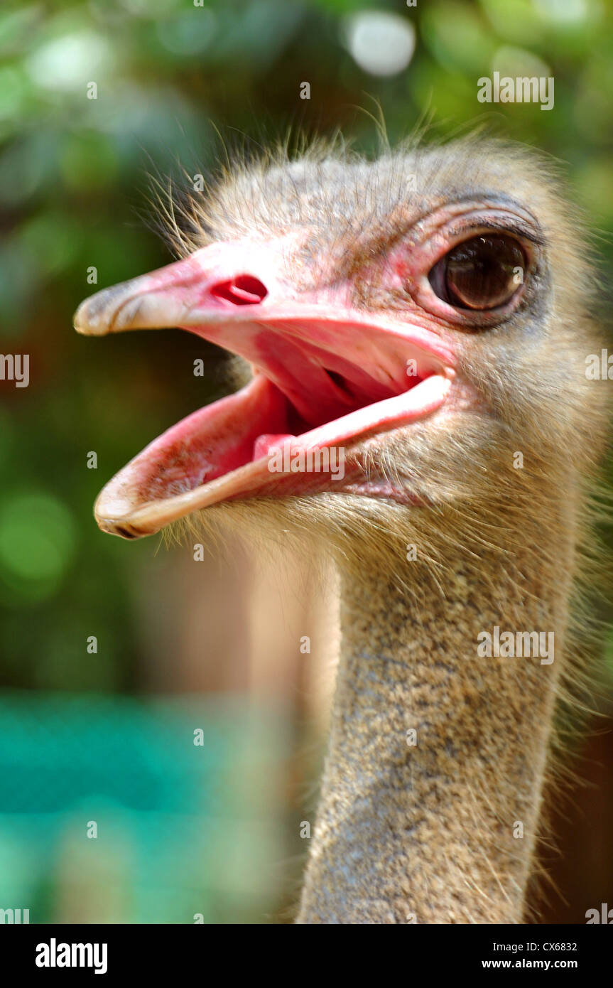 Gelora hi-res stock photography and images - Alamy