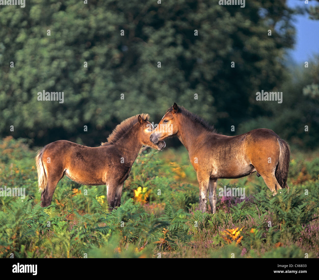 New Forest Pony Stock Photo - Alamy