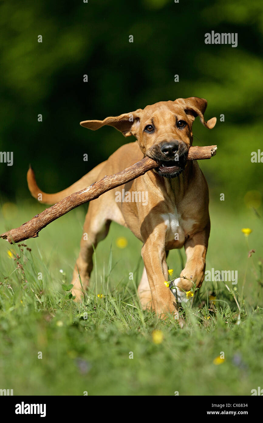 Rhodesian Ridgeback Puppy Stock Photo - Alamy