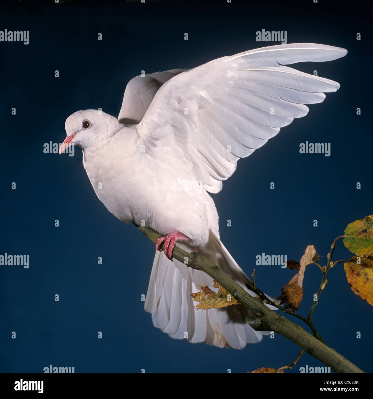 Lachtaube (Streptopelia roseogrisea) schlaegt mit den Fluegeln African ...