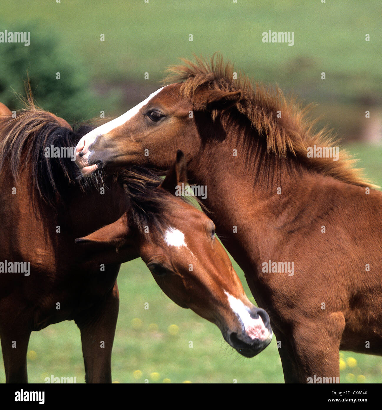 New forest pony foal behavior hi-res stock photography and images - Alamy