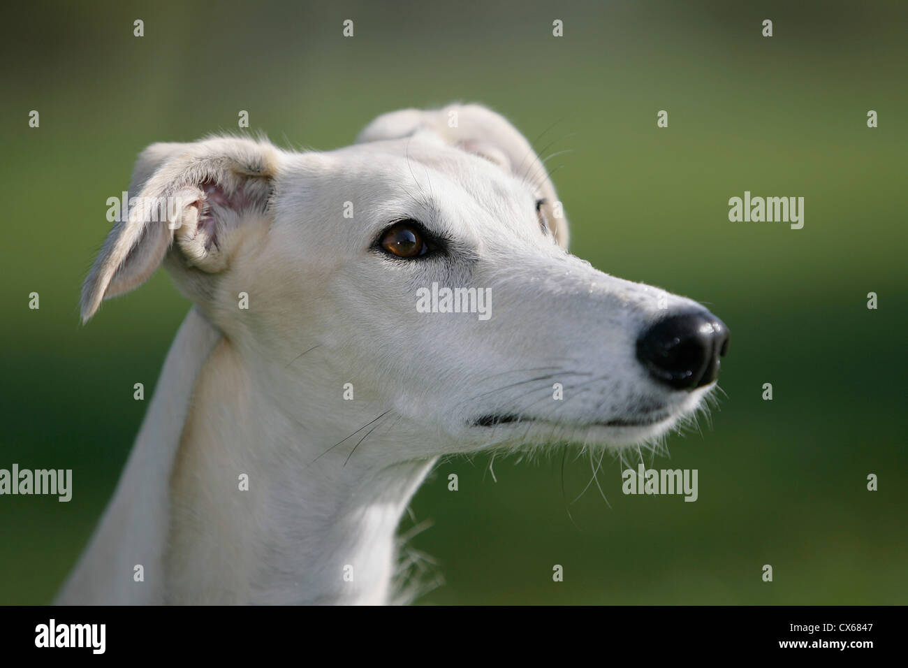 Galgo Espanol Portrait Stock Photo - Alamy