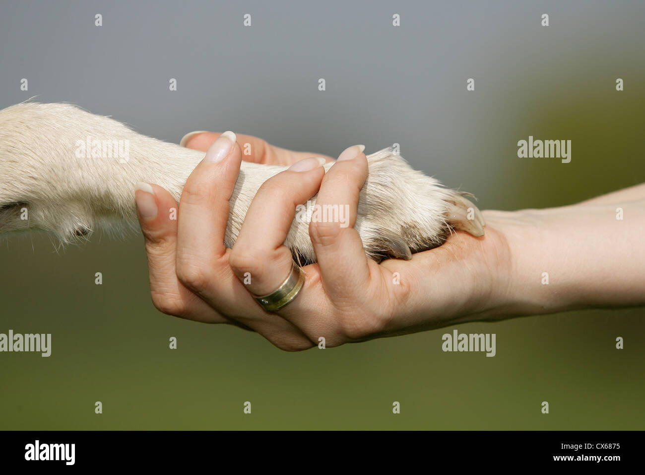 Galgo Espanol gives paw Stock Photo - Alamy