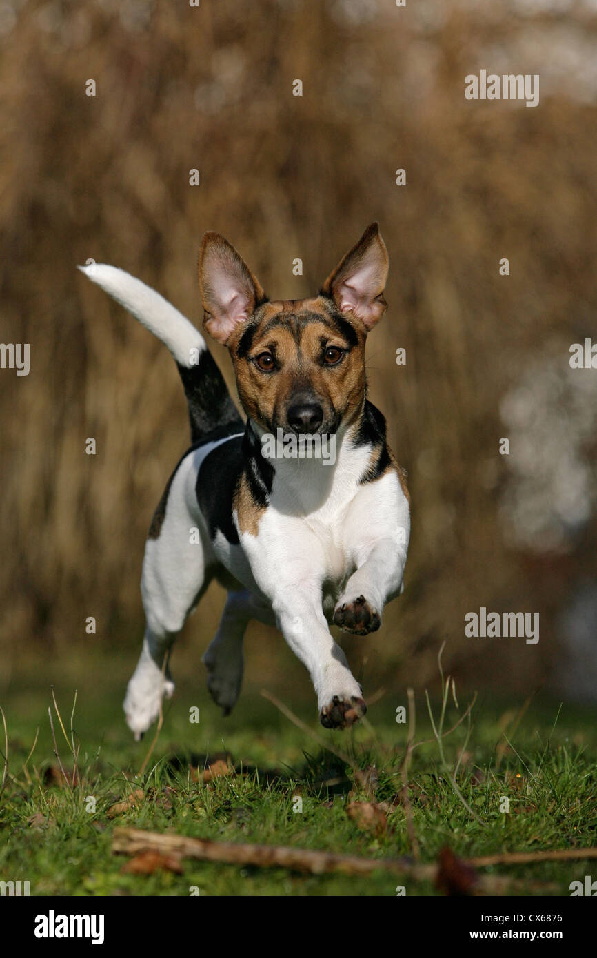 running Jack Russell Terrier Stock Photo - Alamy