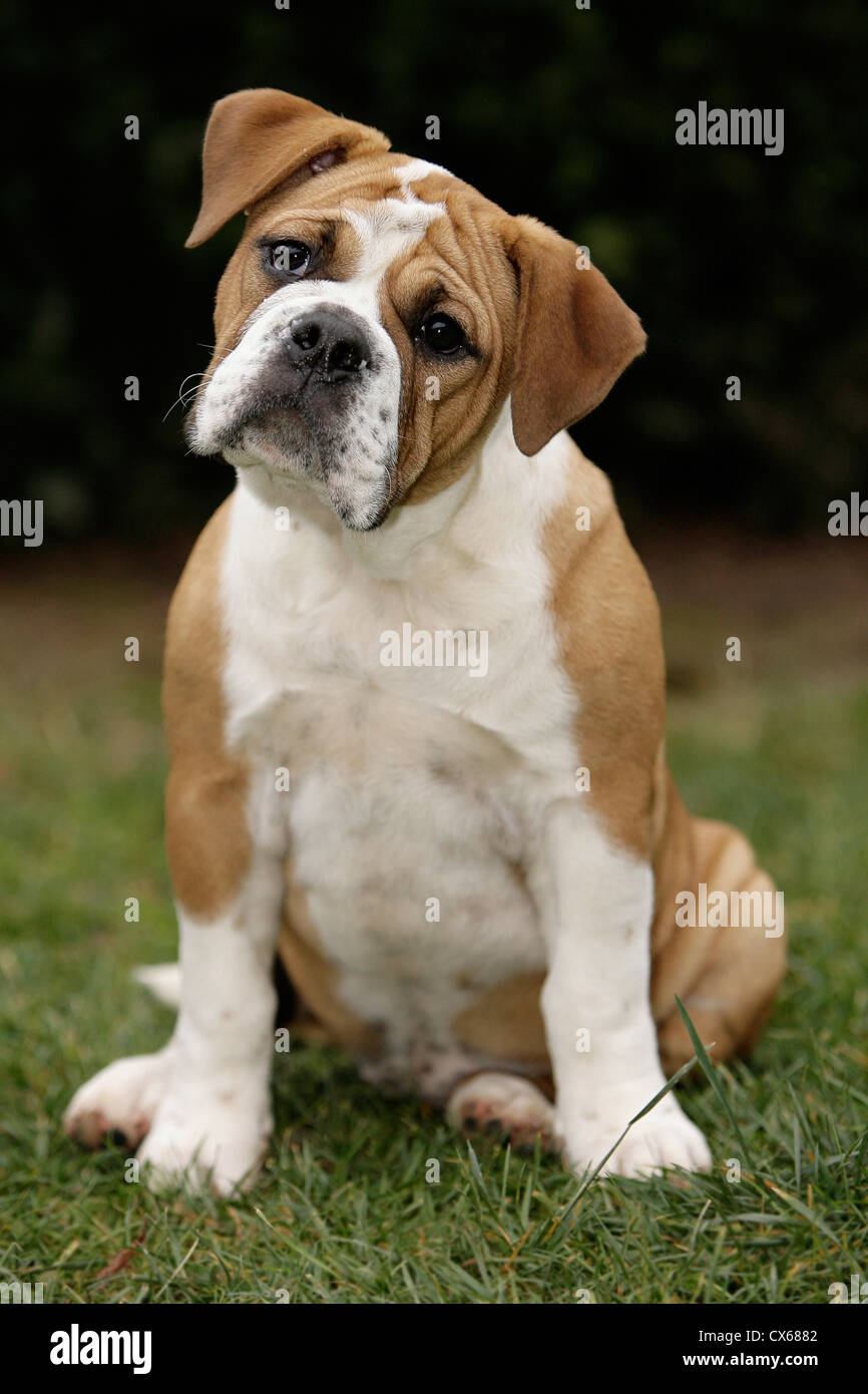 Continental Bulldog Puppy Stock Photo - Alamy