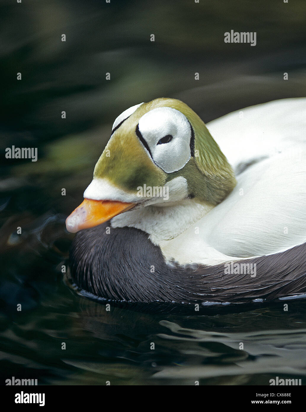 Spectacled Eider (Somateria fischeri), portrait of a swimming drake in ...