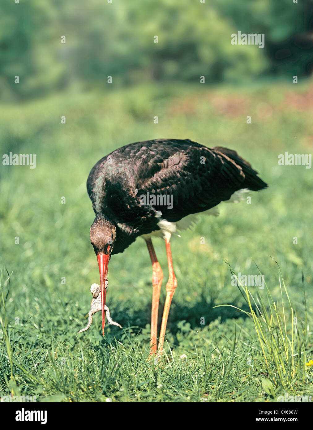 Black Stork (Ciconia nigra) eating a frog Stock Photo - Alamy