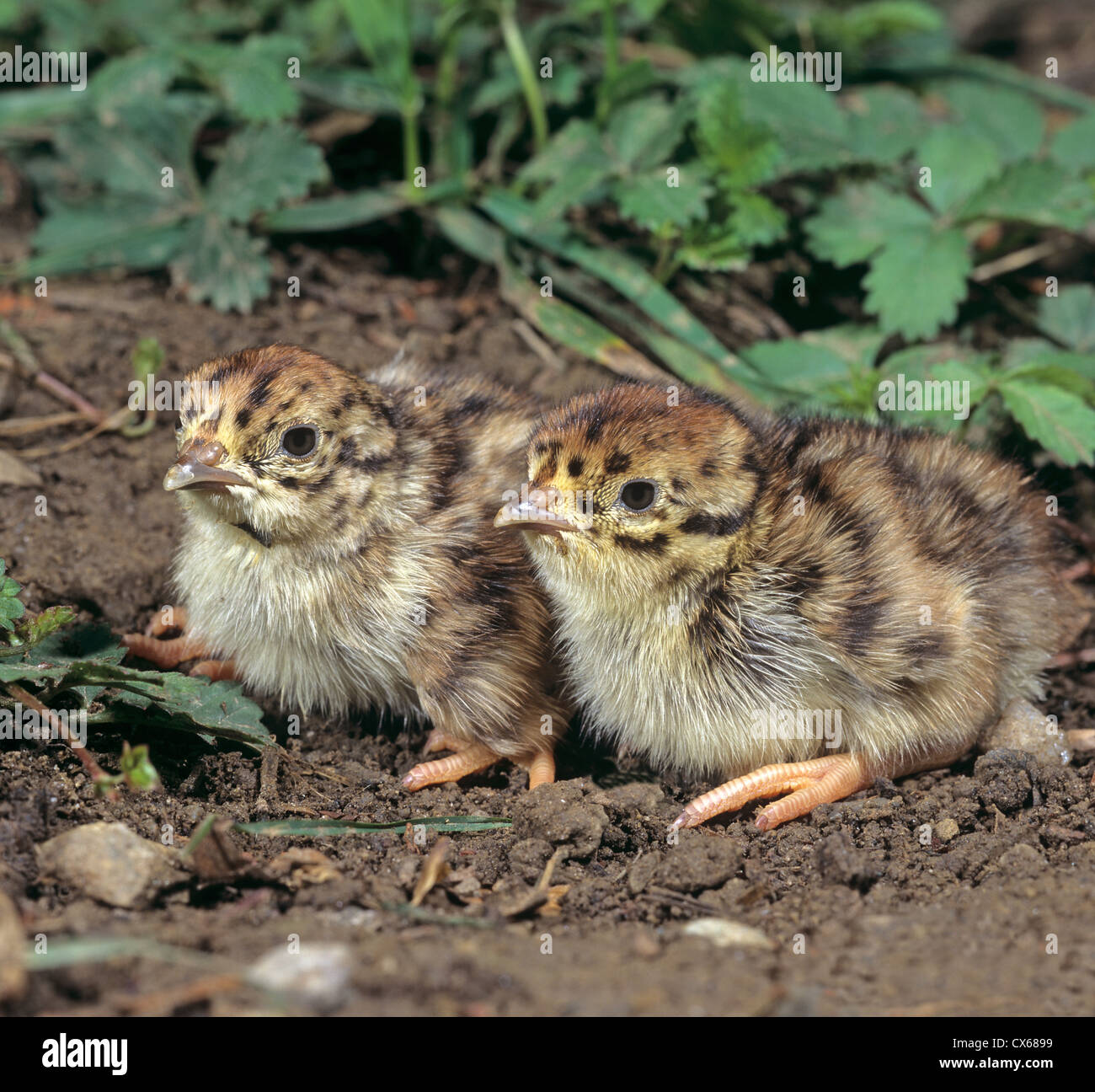 Grey Partridge, Gray Partridge (Perdix perdix Stock Photo - Alamy
