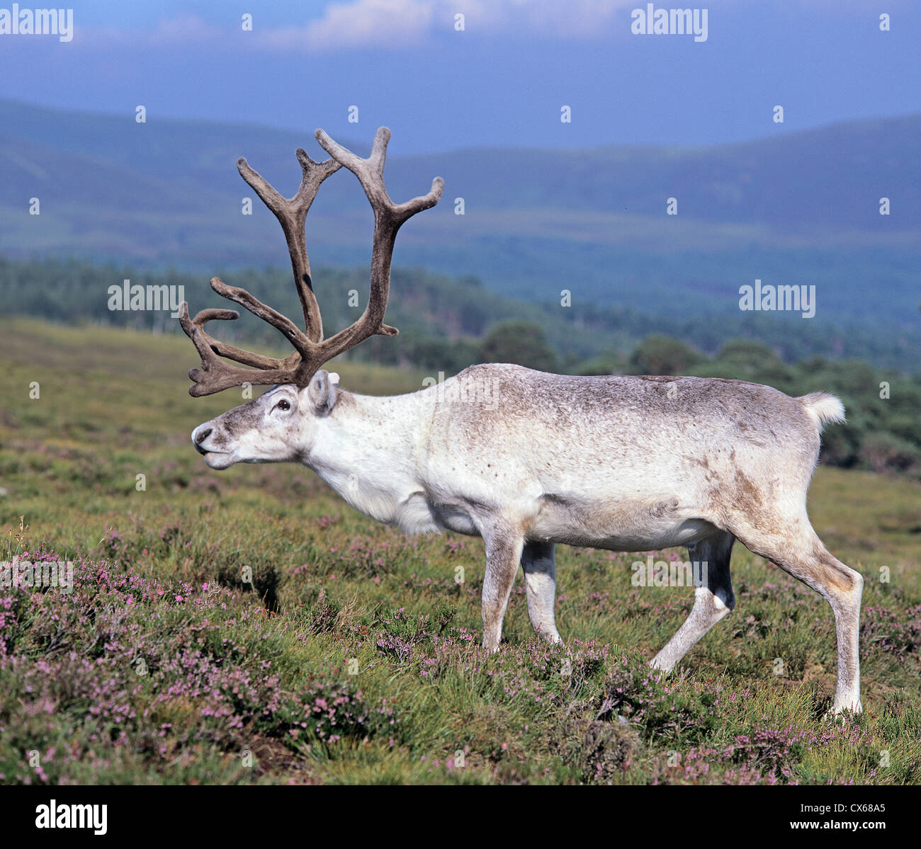 Reindeer (Rangifer tarandus Stock Photo - Alamy