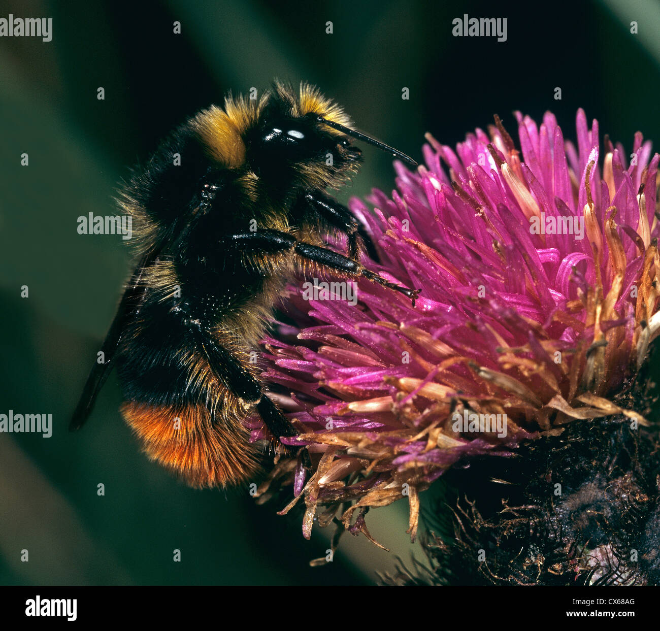 Red-tailed Bumblebee (Bombus lapidarius) on thistle flower Stock Photo ...