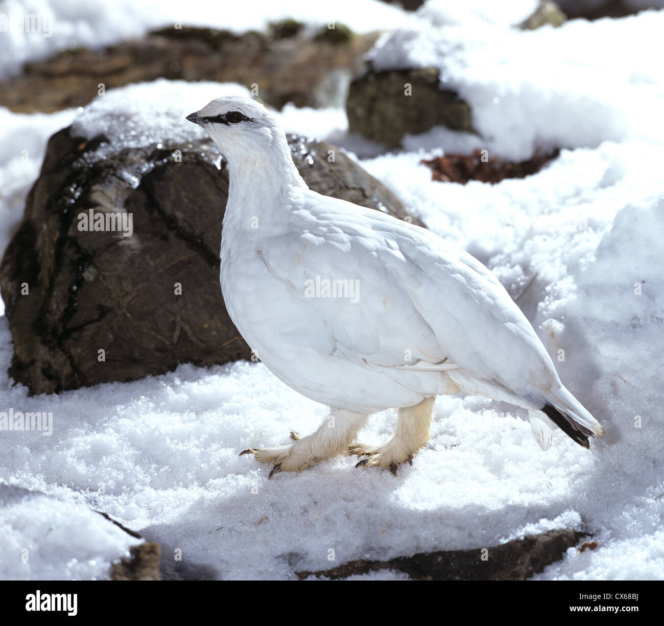 Willow Grouse, Ptarmigan (Lagopus mutus, Lagopus muta), cock standing ...
