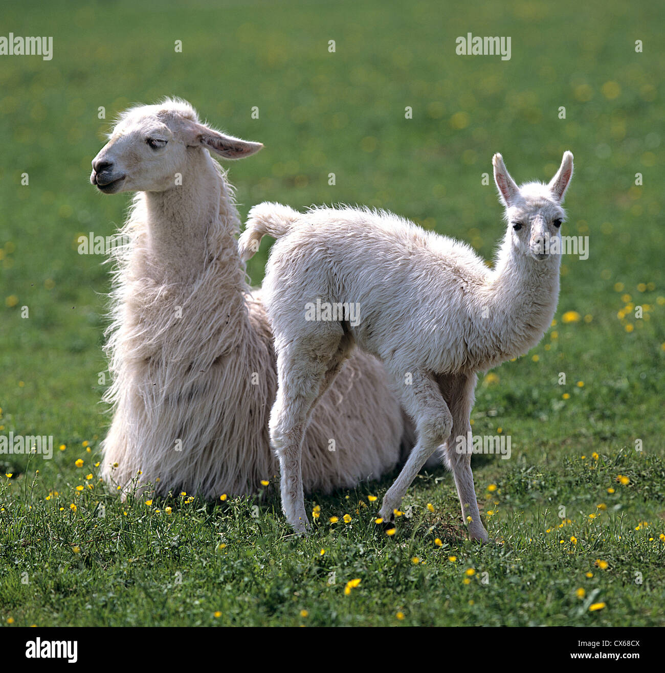 Female llama lama glama camelidae hi-res stock photography and images ...