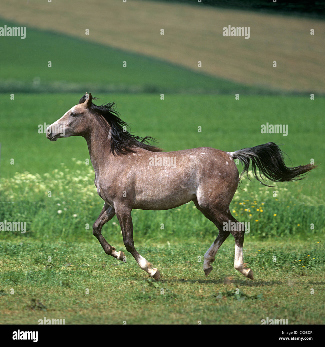 Purebred Arabian Horse, Arab Horse Stock Photo - Alamy