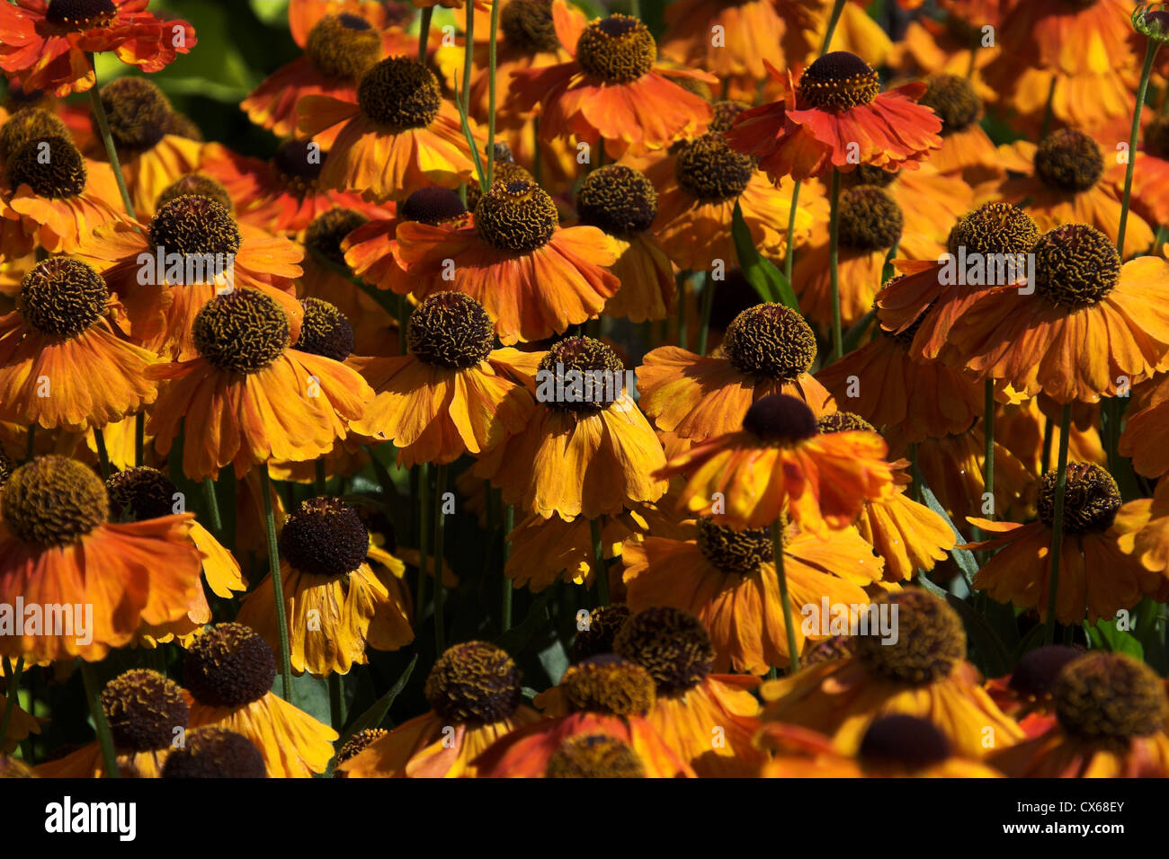Helenium (Sahin's Early Flowerer) flowers in the sun Stock Photo - Alamy