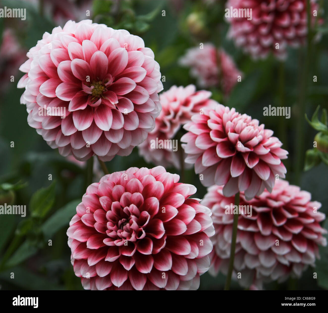 Ball flowers hi-res stock photography and images - Alamy