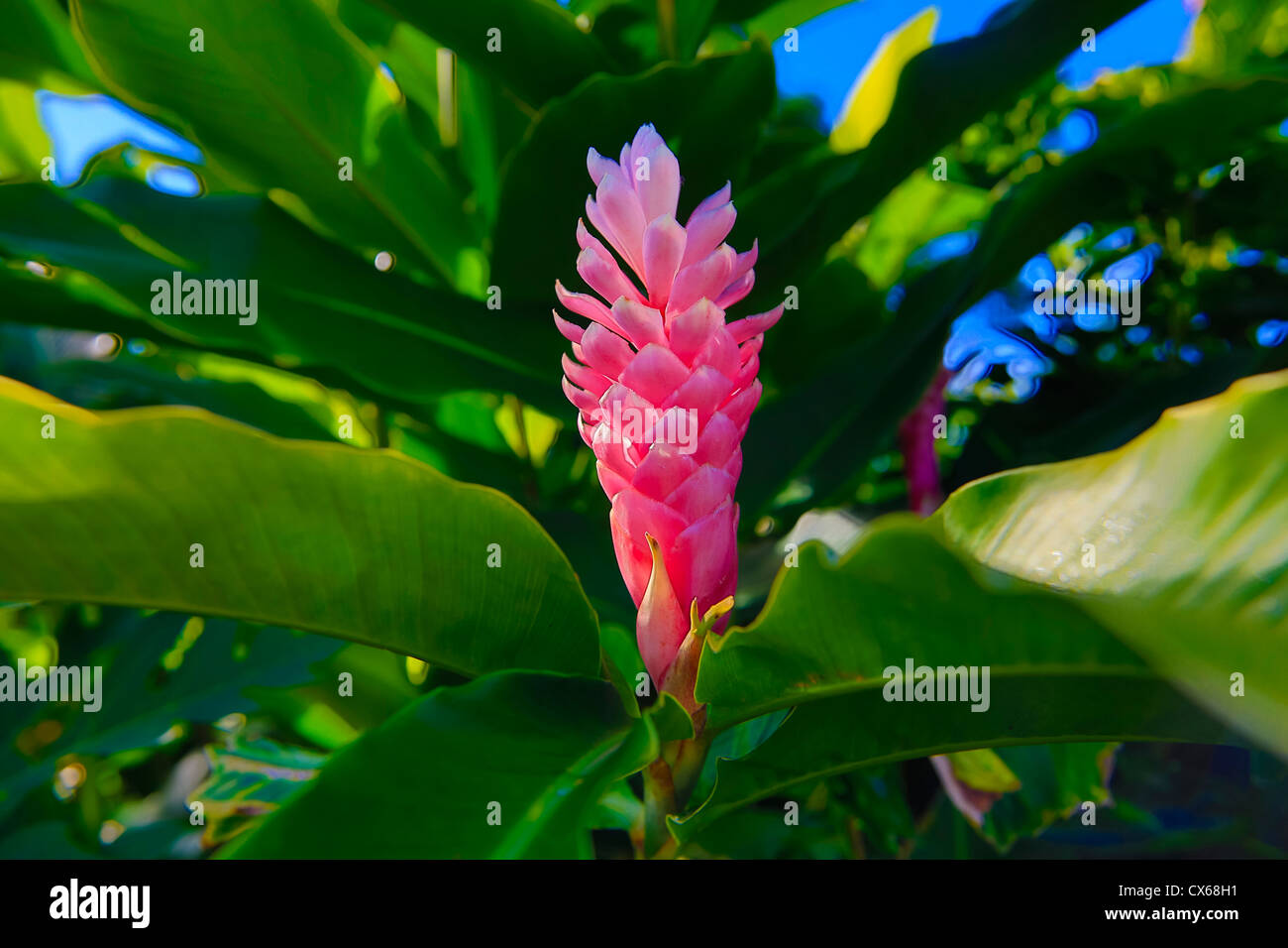 Fiji Flower High Resolution Stock Photography and Images - Alamy