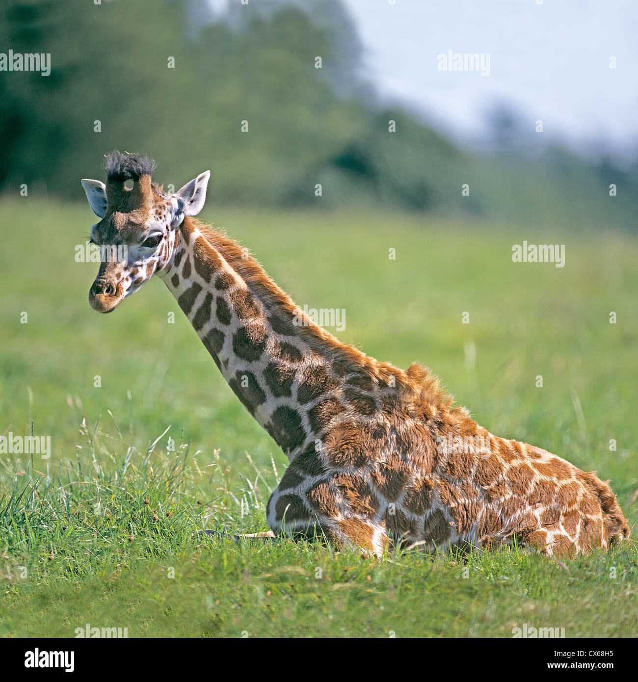 Reticulated Giraffe (Giraffa camelopardalis reticulata Stock Photo - Alamy