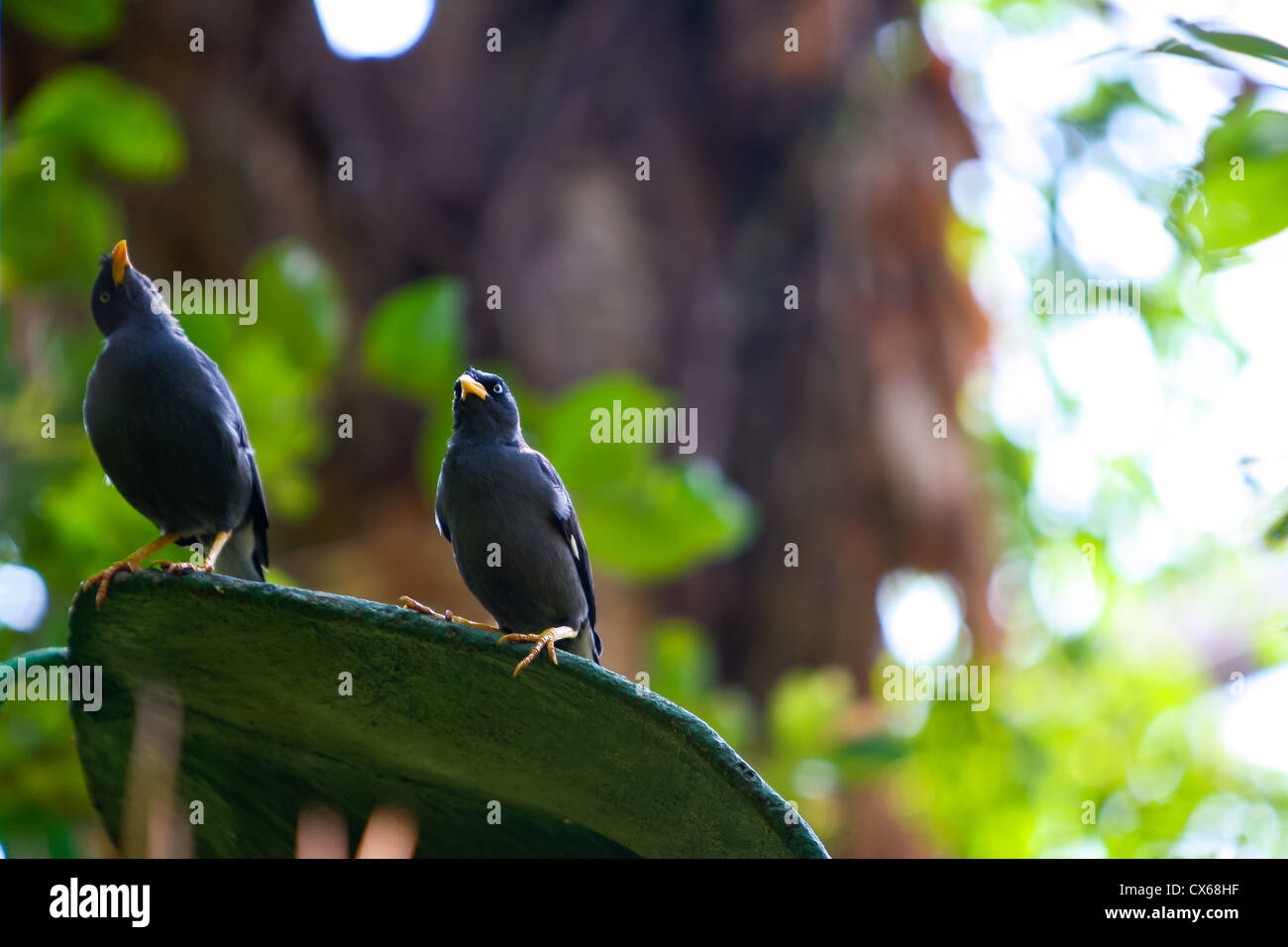 Great myna acridotheres grandis hi-res stock photography and images - Alamy