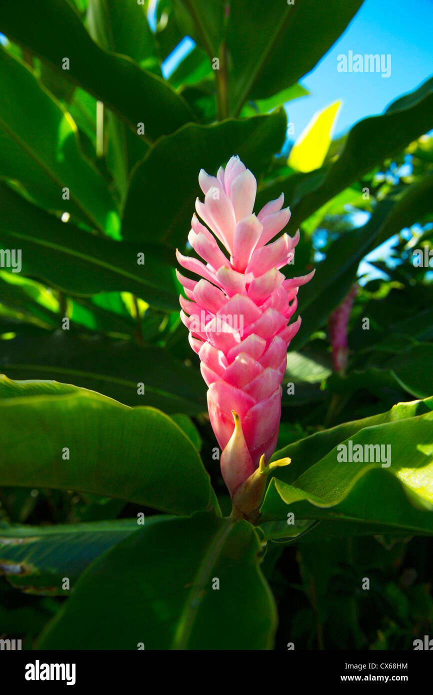 Fiji Flower High Resolution Stock Photography and Images - Alamy