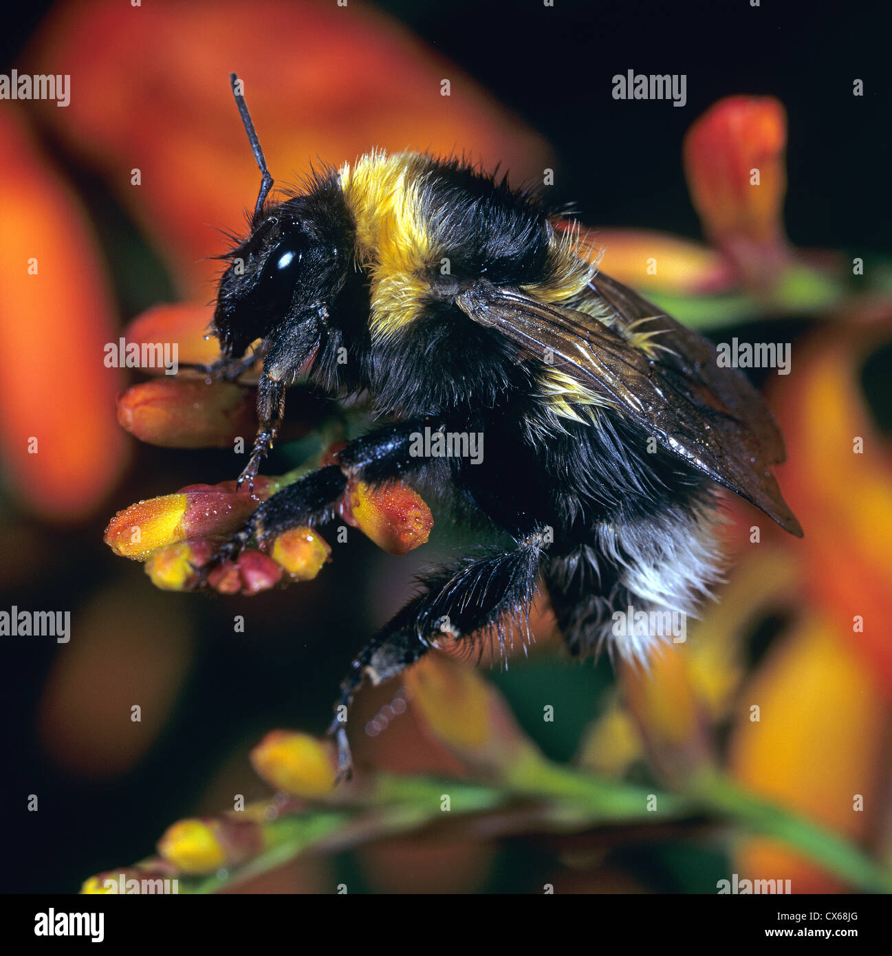 Buff-tailed Bumblebee, Large Earth Bumblebee (Bombus terrestris) on a ...