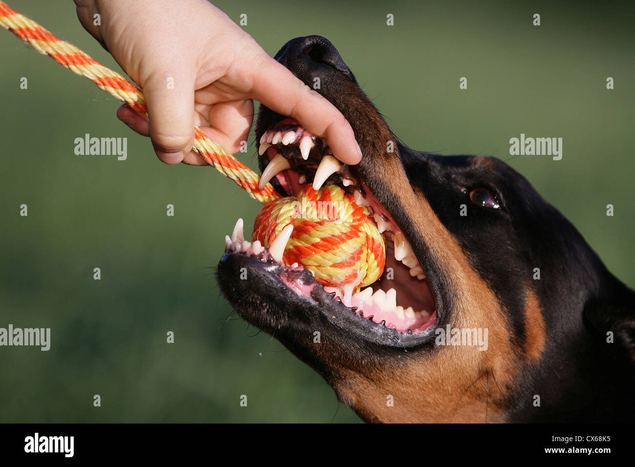 playing Doberman Pinscher Stock Photo - Alamy