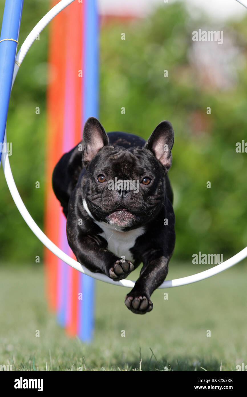 French Bulldog at agility Stock Photo - Alamy