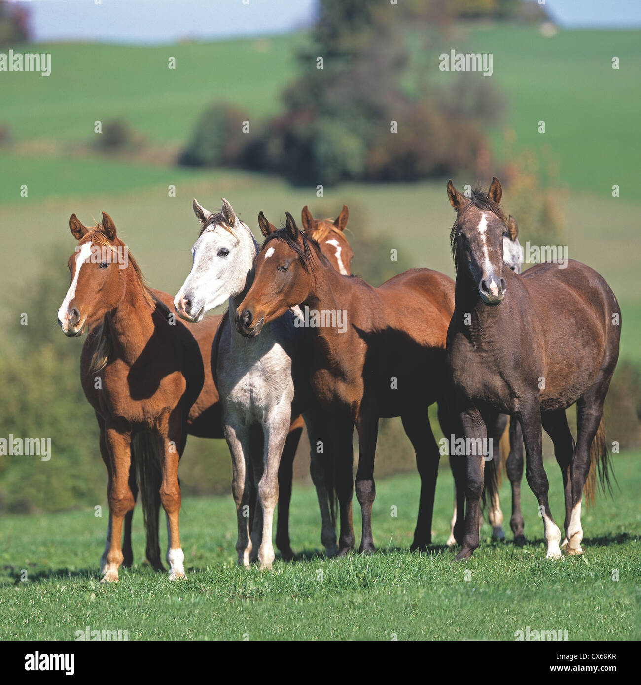 Purebred Arabian Horse, Arab Horse Stock Photo - Alamy
