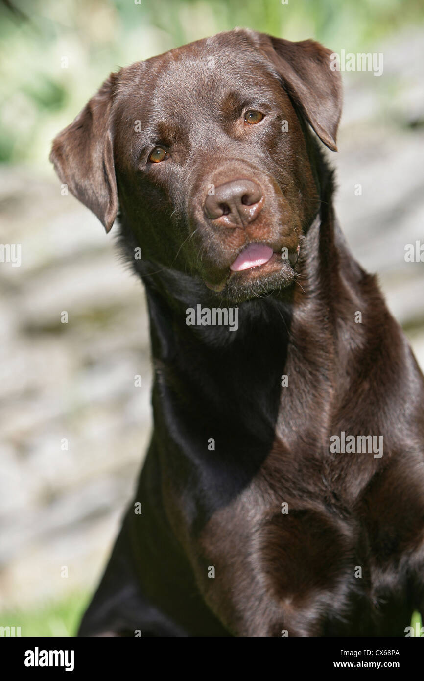 Labrador Retriever Portrait Stock Photo - Alamy