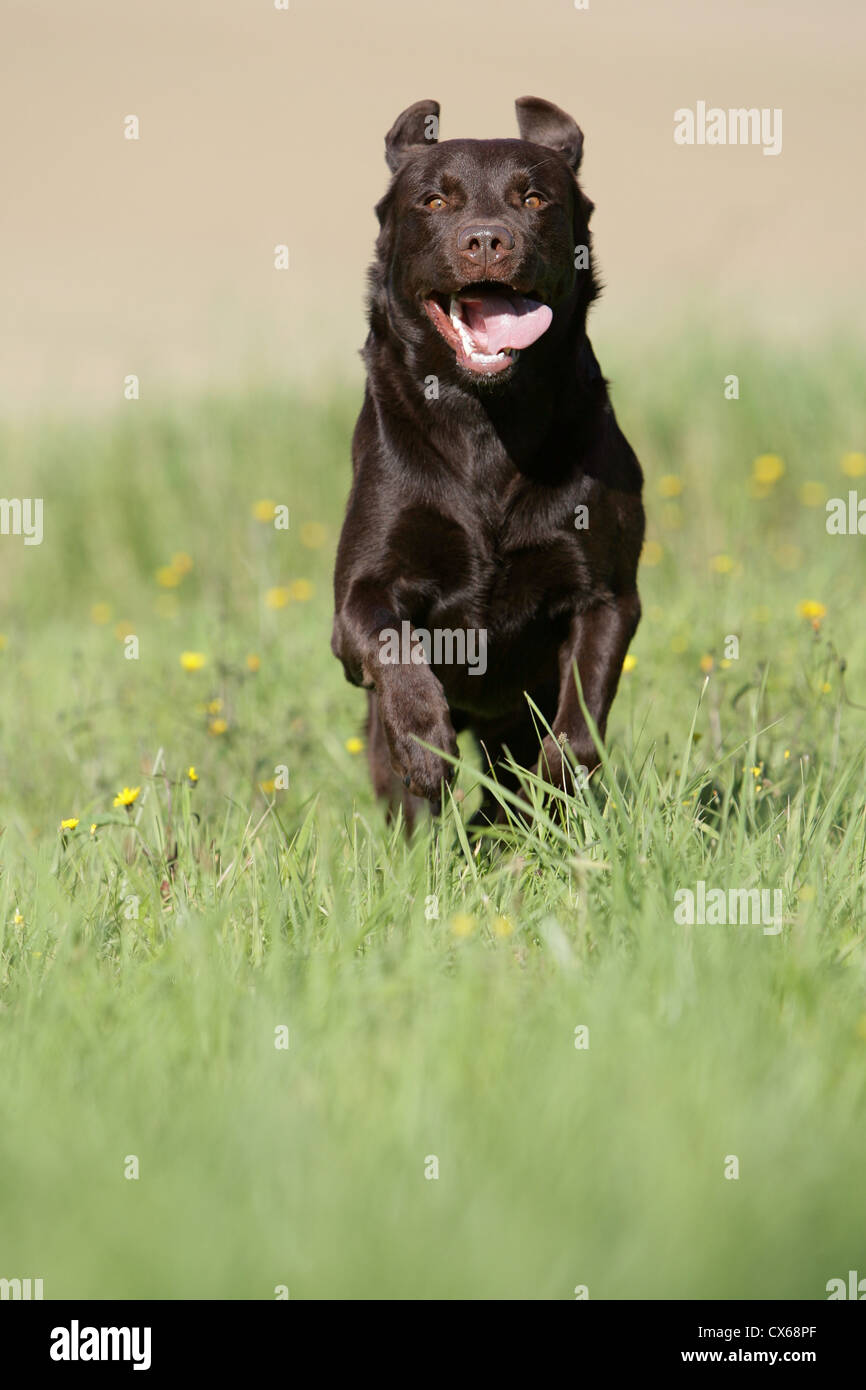running Labrador Retriever Stock Photo - Alamy