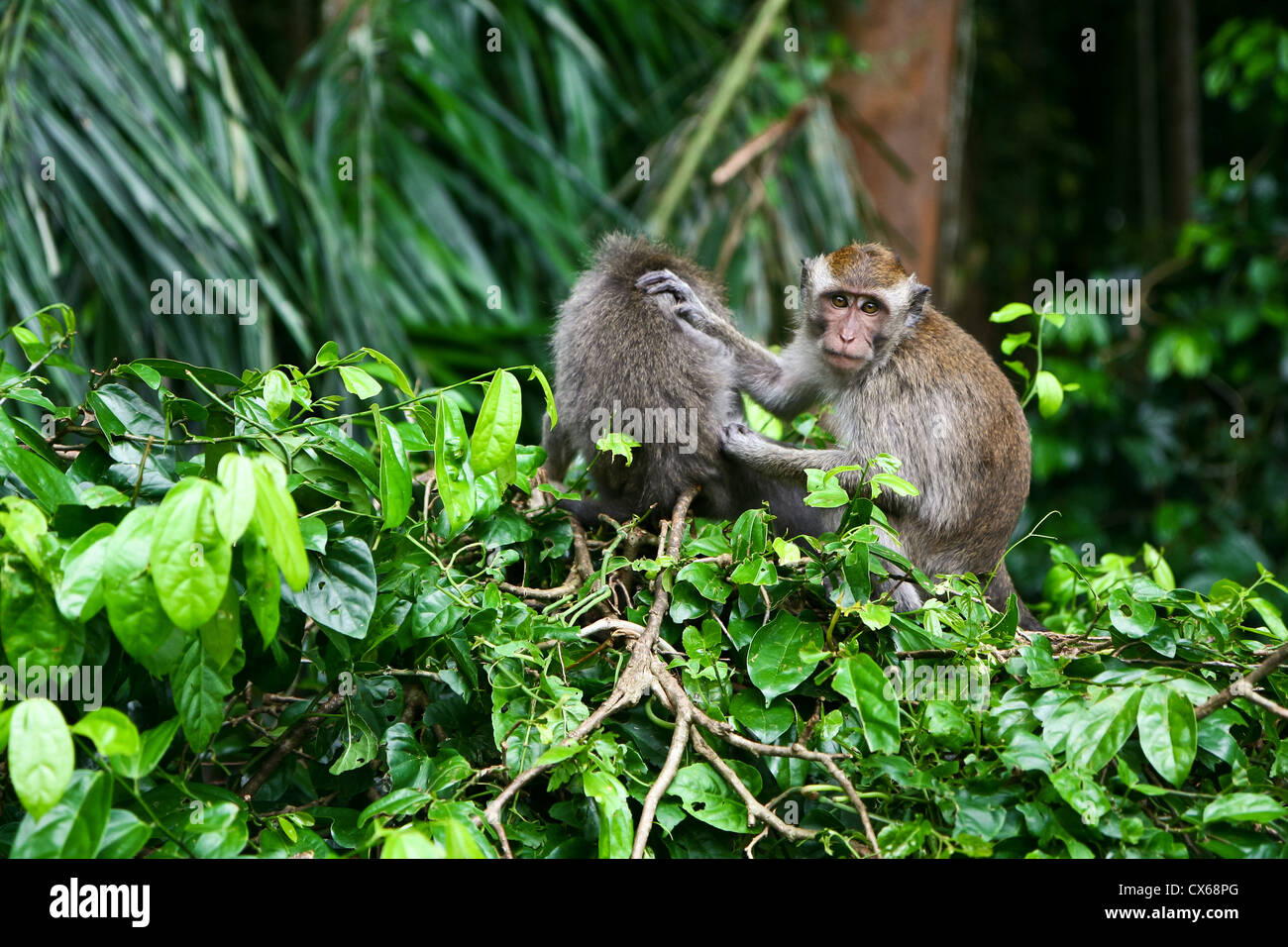 A monkey grooming another in Bukit Sari Balinese Temple, in Sangeh ...