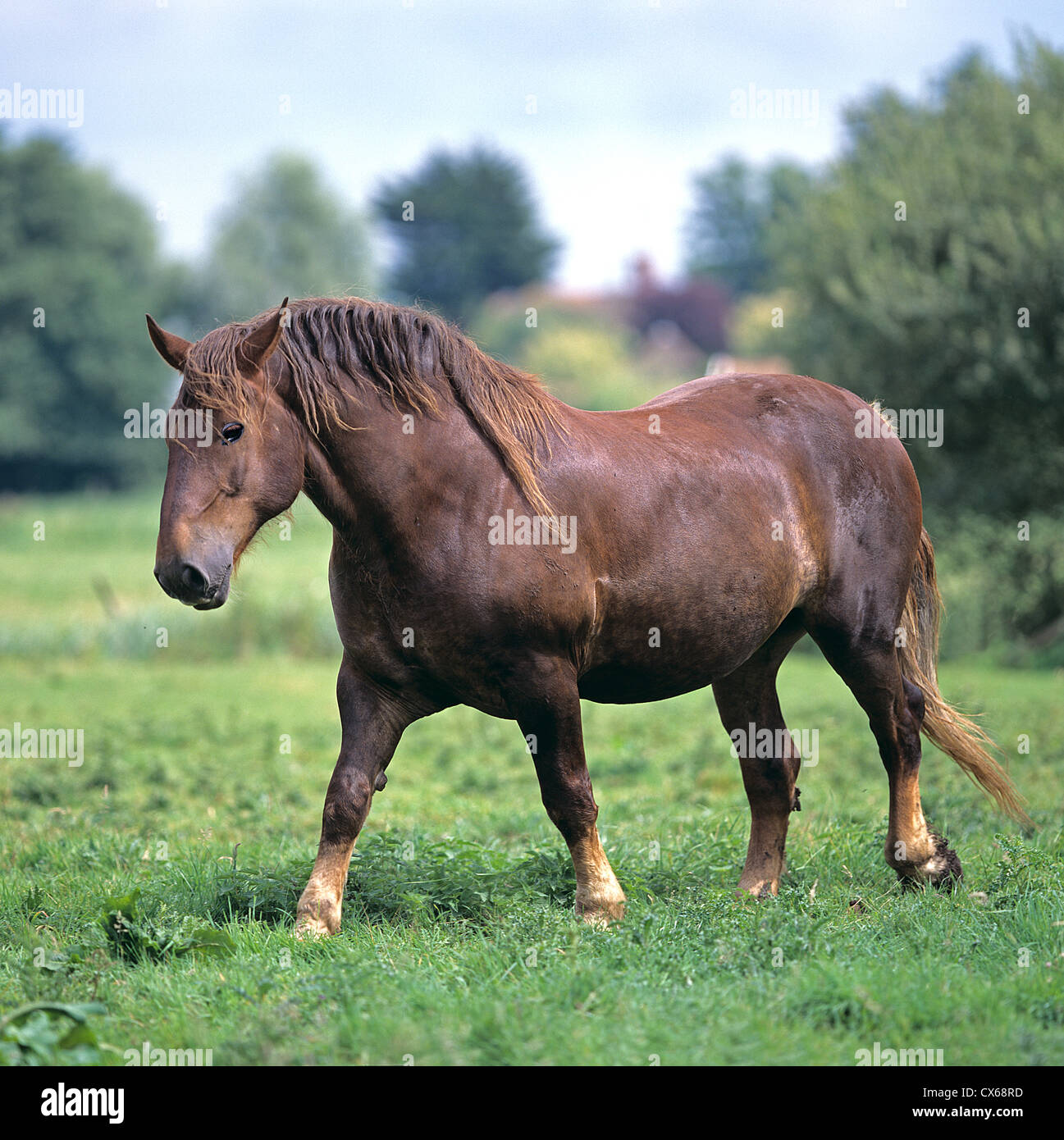 Suffolk punch draft horse hi-res stock photography and images - Alamy